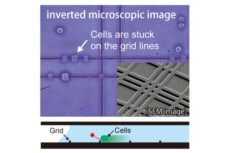 Disposable Cell Counting Plates (Hemocytometers) - WATSON