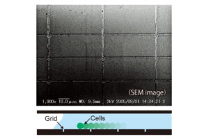 Disposable Cell Counting Plates (Hemocytometers) - WATSON